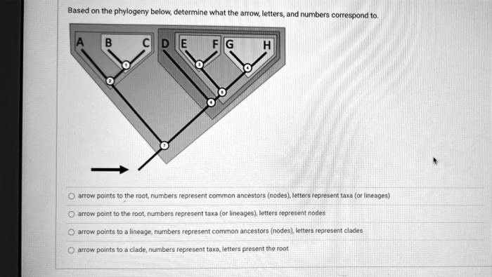 Based on the phylogeny below, determine what the arrow, letters, and ...