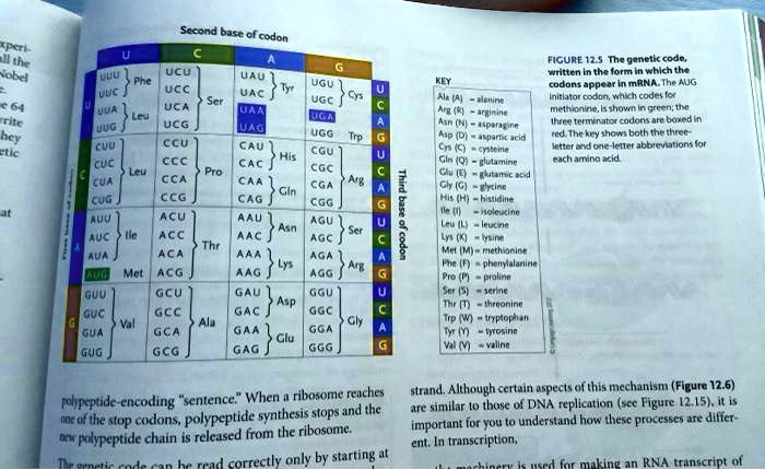 SOLVED: Second base of codon Figure 12.5: The genetic code; written in ...