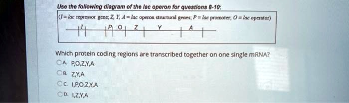 SOLVED: Use the following diagram of the lac operon for questions 8-10 ...