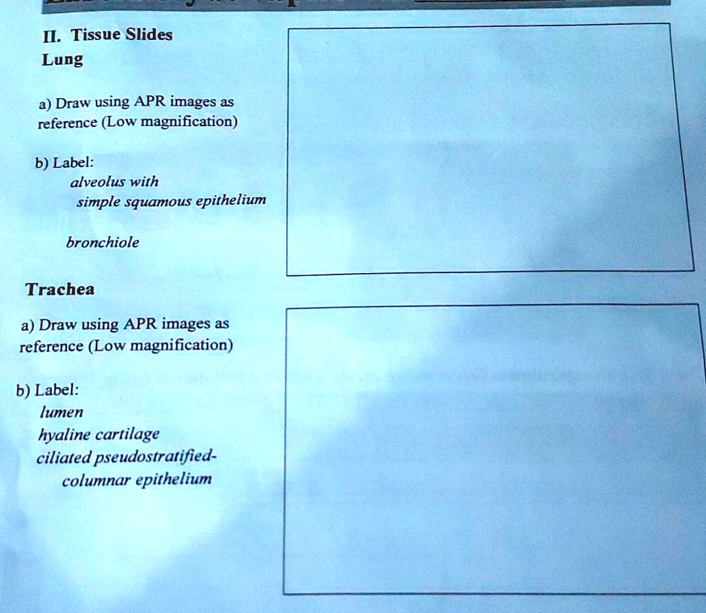 SOLVED: II. Tissue Slides: Lung a) Draw using APR images as a reference ...