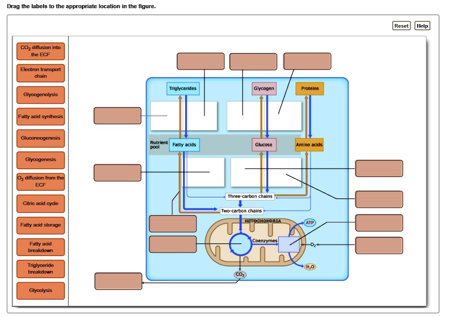 Drag the labels to the appropriate location in the figure. CO ...