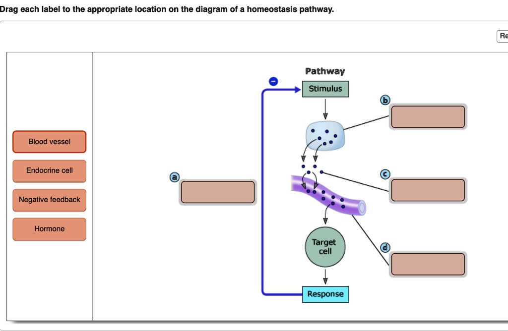 Drag Each Label To The Appropriate Location On The Diagram Of A