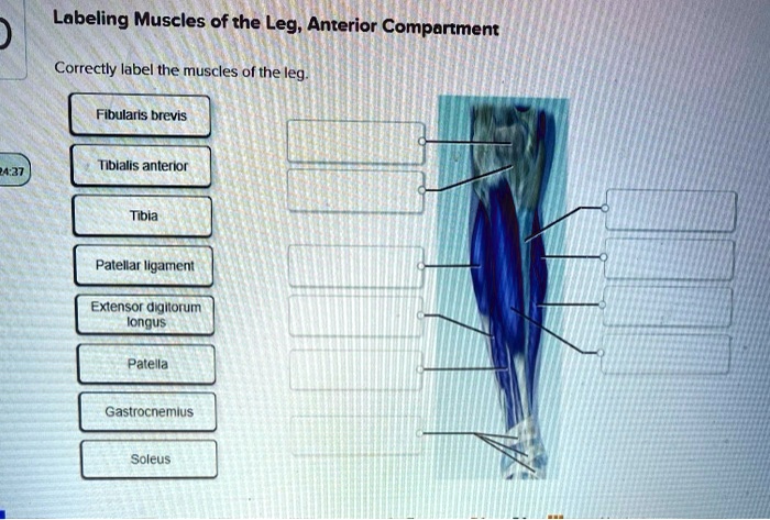 Labeling Muscles of the Leg, Anterior Compartment Correctly label the ...