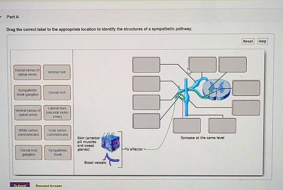SOLVED: Par A Drag the correct label to the appropriate location to identify the structures of ...