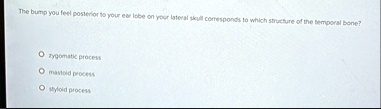 the bump you feel posterior to your ear lobe on your lateral skull ...