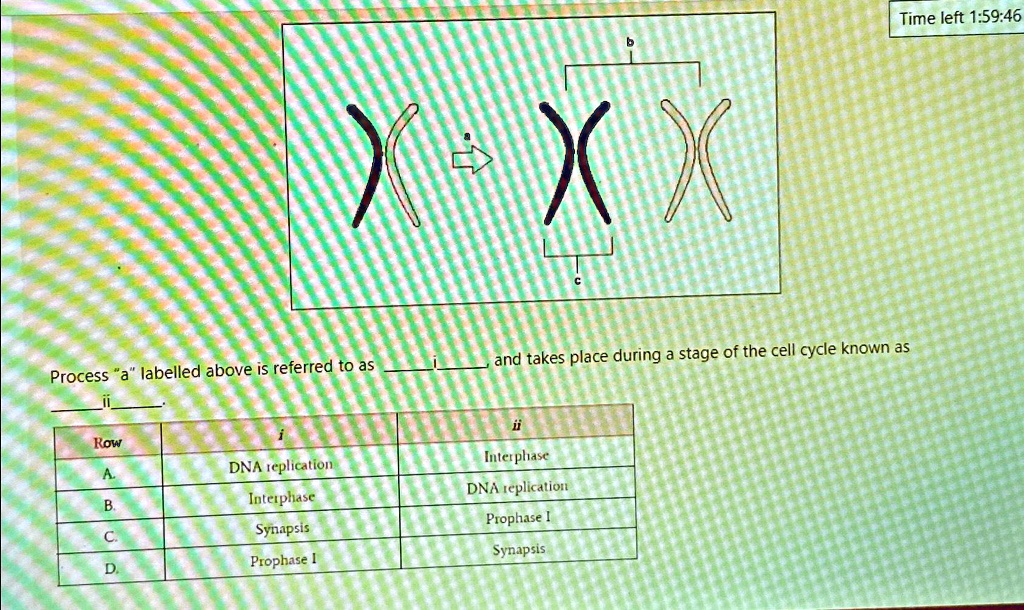 Process "a" labelled above is referred to as i, and takes place during ...