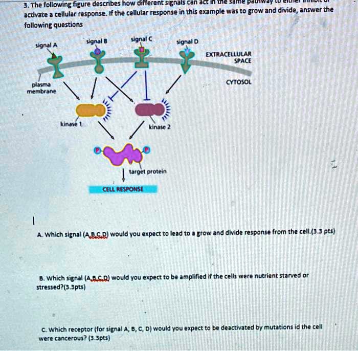 SOLVED: Activate a cellular response. If the cellular response in this ...