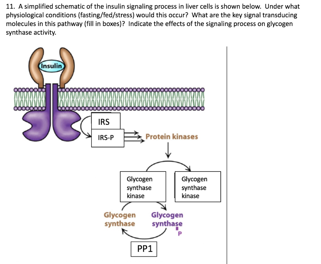 SOLVED: 11. A simplified schematic of the insulin signaling process in ...