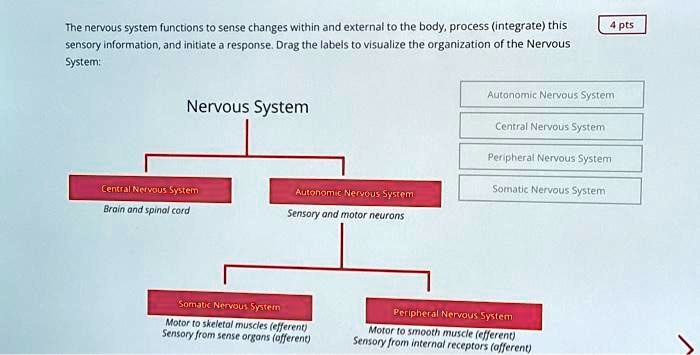SOLVED: The nervous system functions to sense changes within and ...