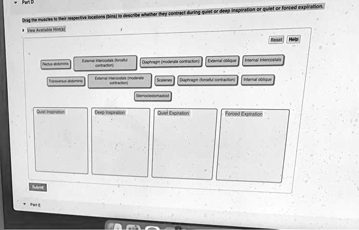 Part D Drag the muscles to their respective locations (bins) to ...