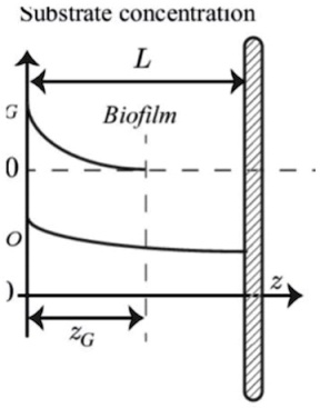 SOLVED: [Diffusion Reaction Model] When oxygen (or a substrate) is diffused into a thin biofilm ...