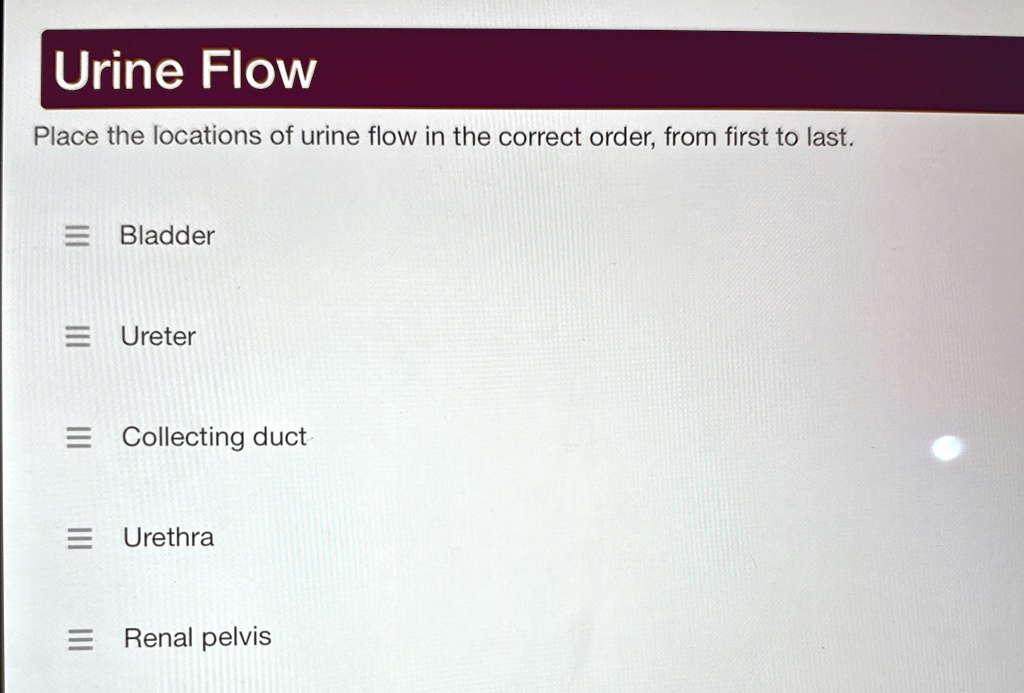 urine flow place the locations of urine flow in the correct order from ...
