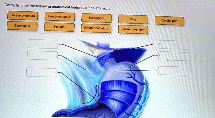 SOLVED: Correctly label the following anatomical features of the stomach: Greater omentum ...