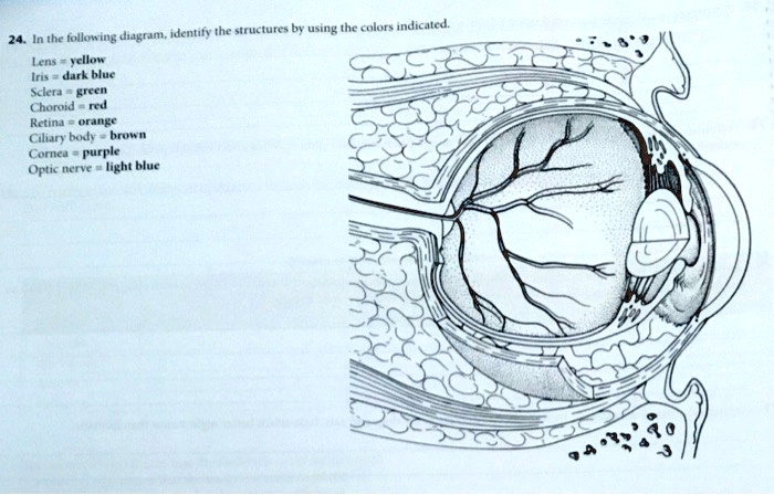 24. In the following diagram, identify the structures by using the ...