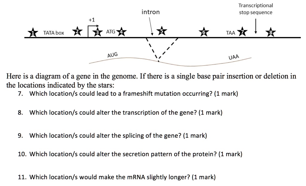 Transcriptional stop sequence intron +1 1 TATA box 2 3 ATG 4...