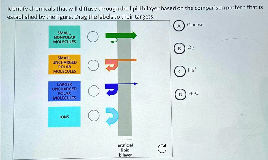 Identify chemicals that will diffuse through the lipid bilayer based on ...