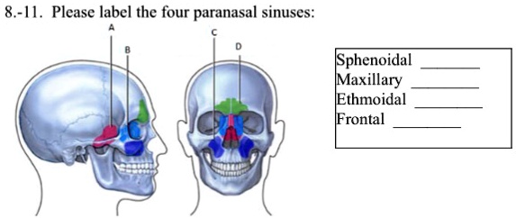 SOLVED: 8.-11.Please label the four paranasal sinuses: Sphenoidal ...