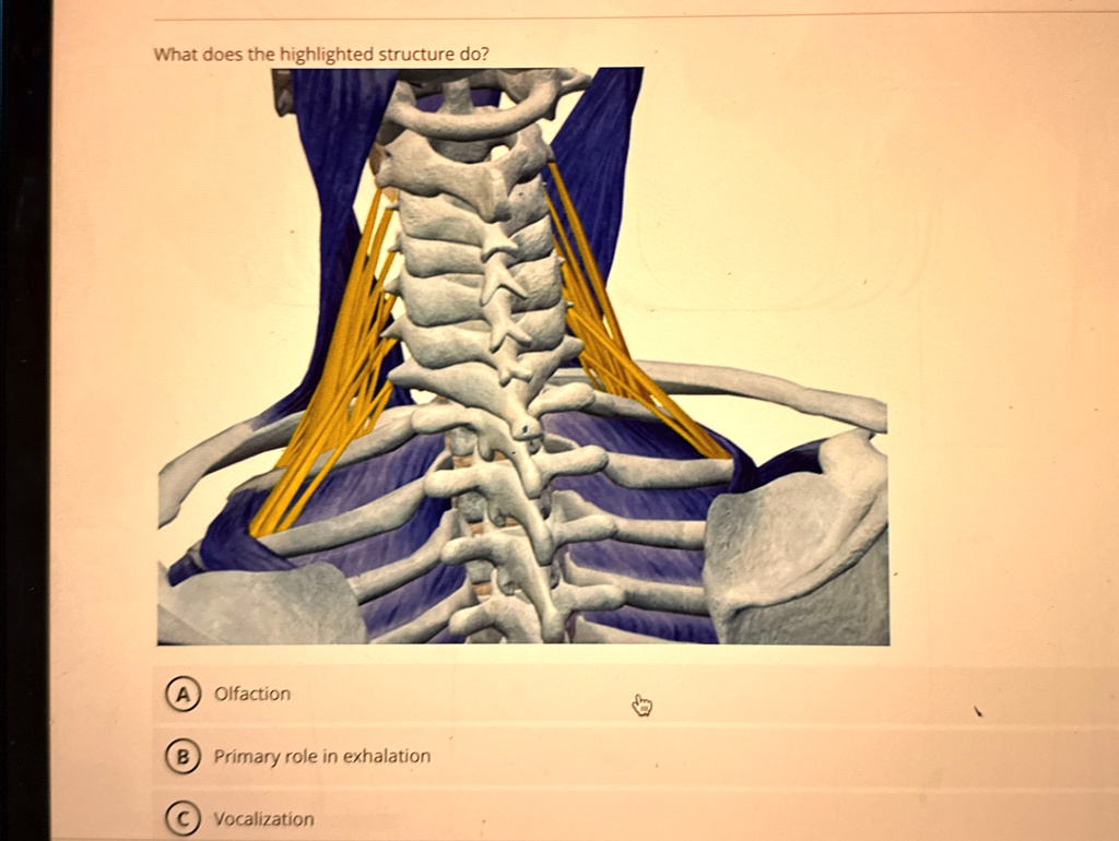what does the highlighted structure do olfaction primary role in ...