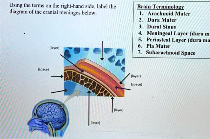 Using the terms on the right-hand side, label the diagram of the ...