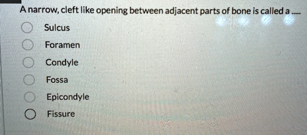 a narrow cleft like opening between adjacent parts of bone is called a ...