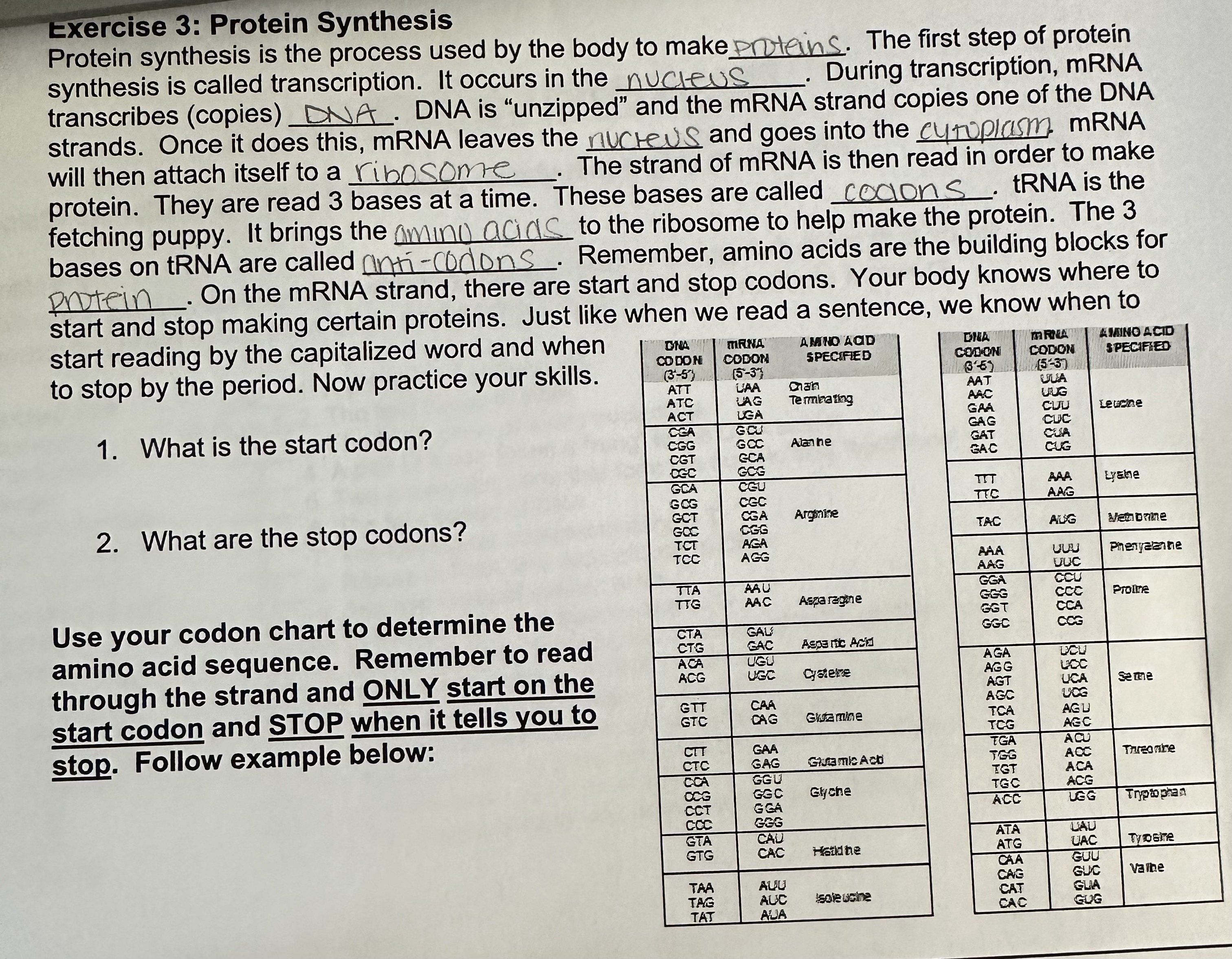 Exercise 3: Protein Synthesis Protein synthesis is the process used by ...