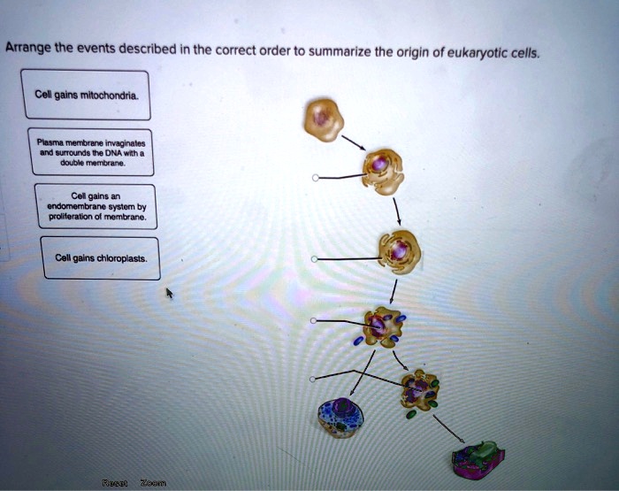 arrange the events described in the correct order to summarize the ...