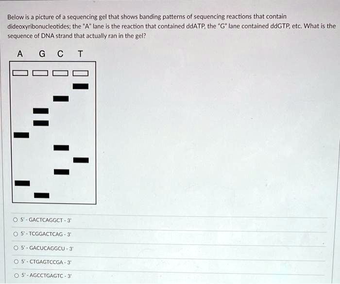 Below is a picture of a sequencing gel that shows banding patterns of ...