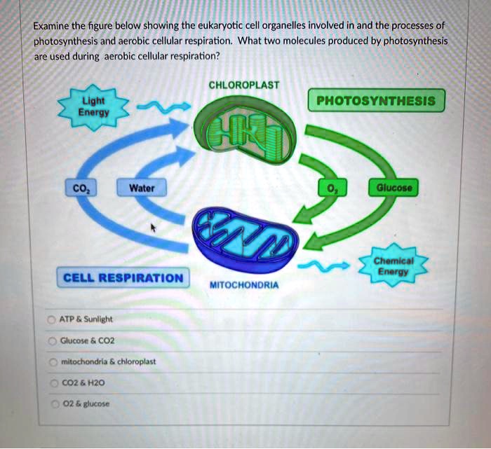 Examine the figure below showing the eukaryotic cell organelles ...