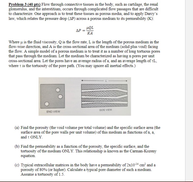SOLVED: Problem 3 (40 pts) Flow through connective tissues in the body ...