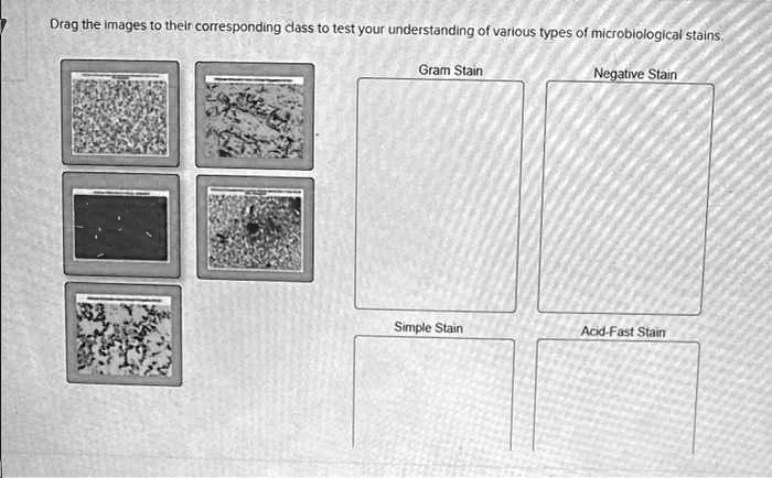 Drag the images to their corresponding class to test your understanding ...