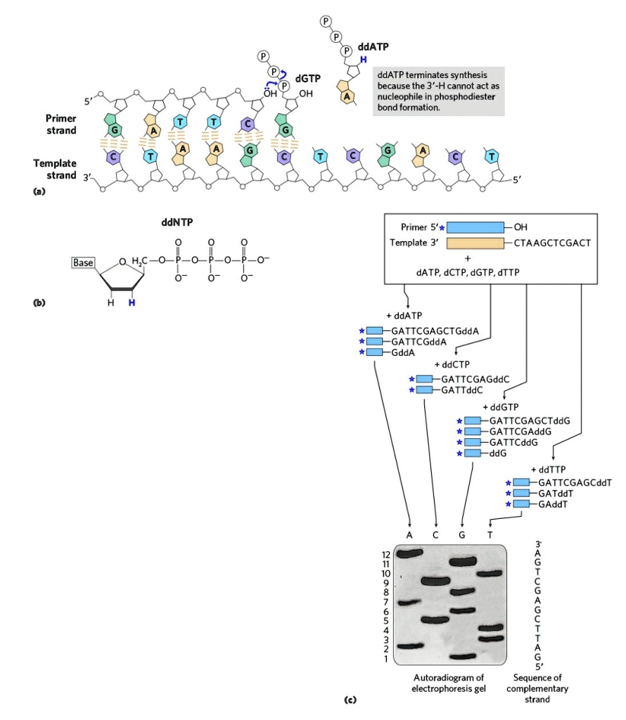 ddatp dgtp oh ddatp terminates synthesis because the 3 hcannot act as ...