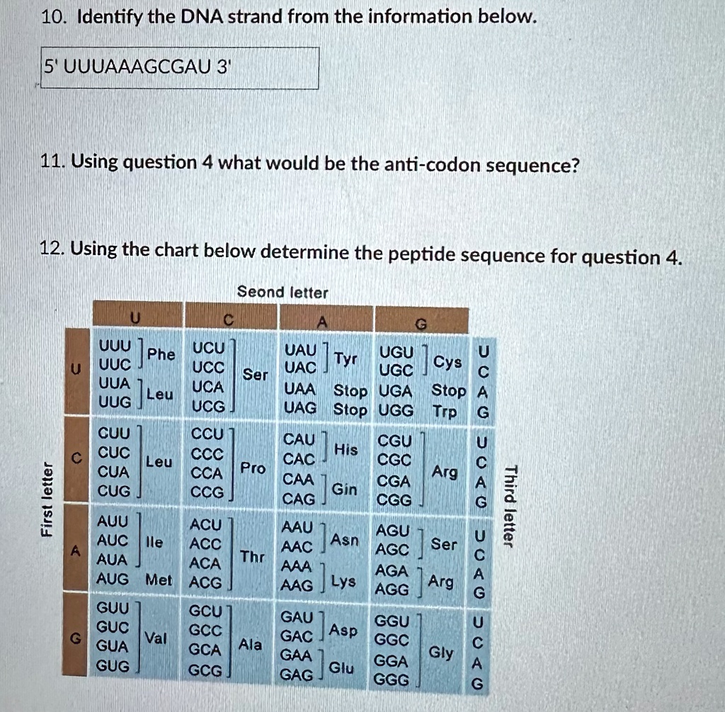 SOLVED: Identify the DNA strand from the information below. Using question 10 what would be the ...
