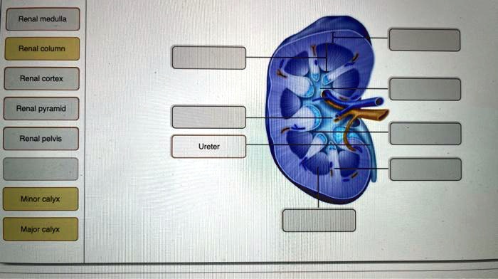 SOLVED: Renal medulla Renal column Renal cortex Renal pyramid Renal ...