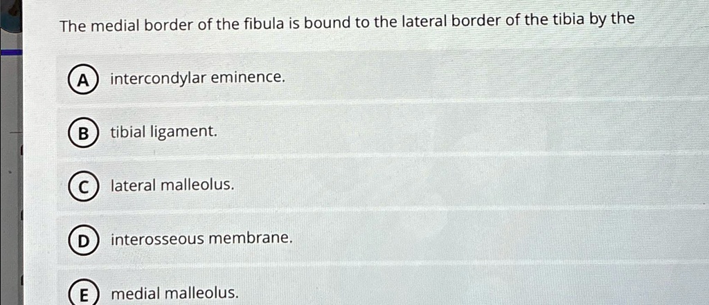 the medial border of the fibula is bound to the lateral border of the ...