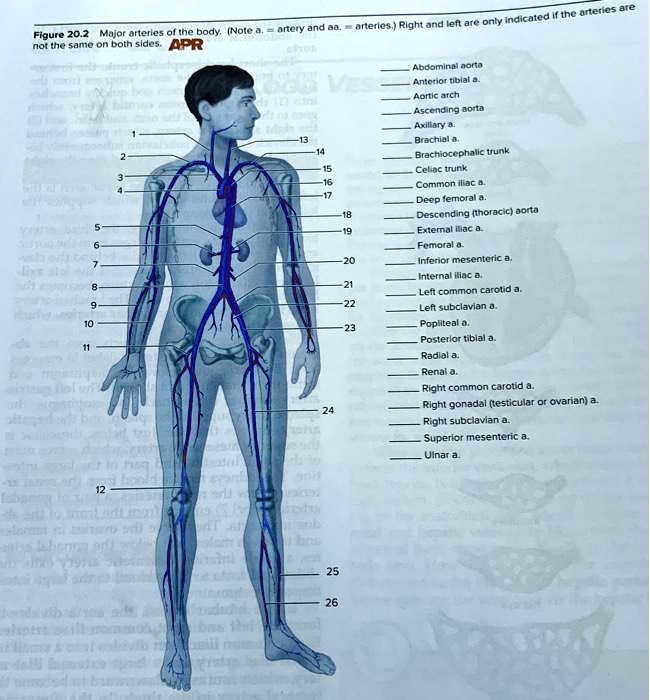 Figure 20.2 Major arteries of the body. (Note a. = artery and aa ...