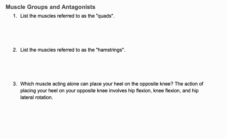 muscle groups and antagonists list the muscles referred to as the quads ...