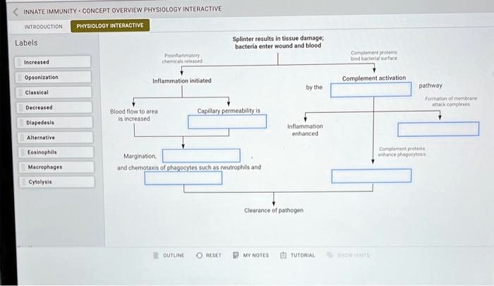 innate immunity cdot concept overview physiology interactive ...