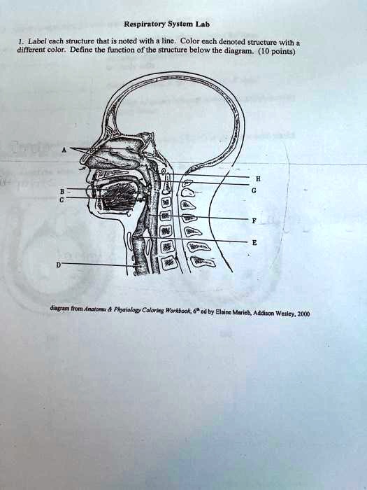 SOLVED: Respiratory System Lab 1. Label each structure that is noted ...