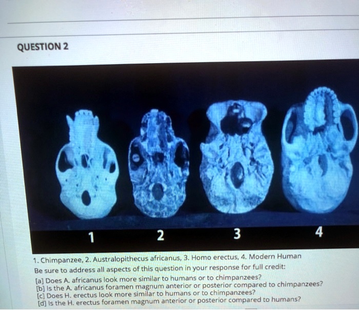 question 2 2 3 1 chimpanzee 2 australopithecus africanus 3homo erectus ...