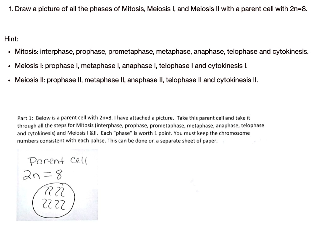 1 draw a picture of all the phases of mitosis meiosis and meiosis il ...