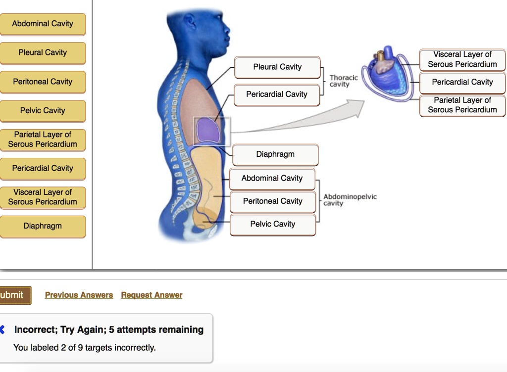 Abdominal Cavity Pleural Cavity Peritoneal Cavity Pelvic Cavity ...