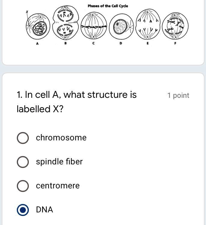 Phases of the Cell Cycle 1. In cell A, what structure is labelled X? chromosome spindle fiber ...