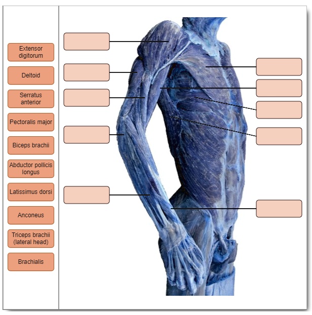 Extensor digitorum Deltoid Serratus anterior Pectoralis major Biceps ...