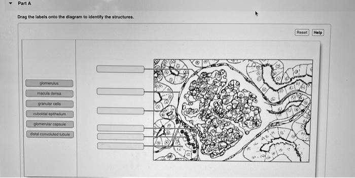 SOLVED: Drag the labels onto the diagram to identify the structures. Reset [Help] glomerulus ...