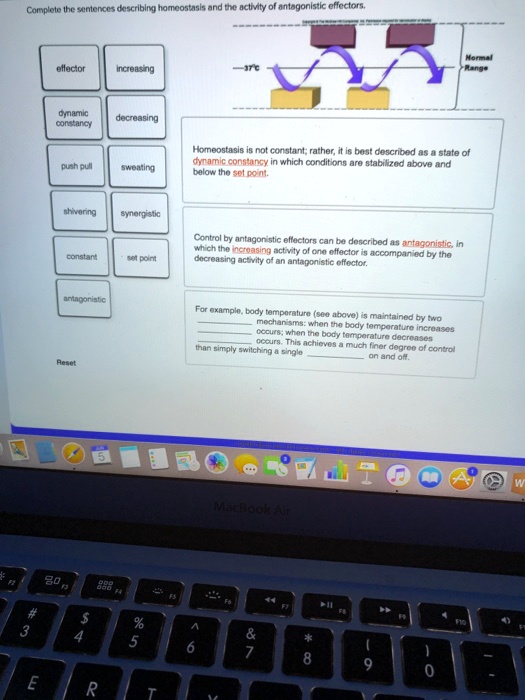 SOLVED: Complete the sentences describing homeostasis and the activity ...