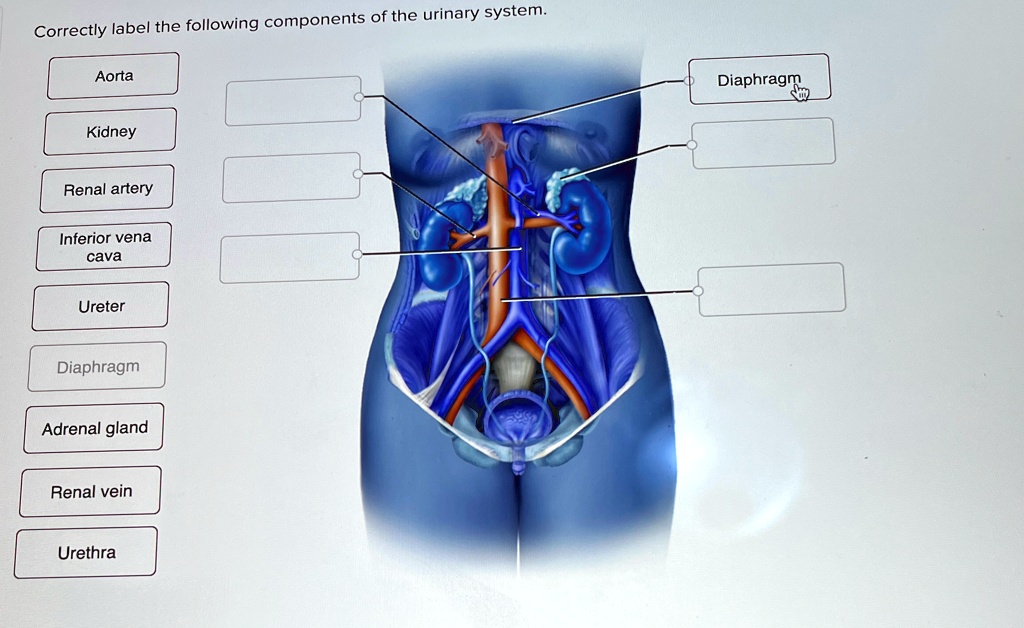 Correctly label the following components of the urinary system. Aorta Inferior vena cava Adrenal ...