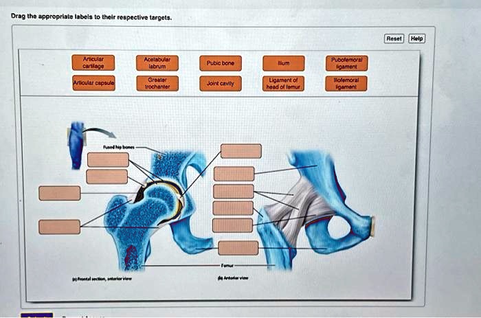 Drag the appropriate labels to their respective targets. Articular ...