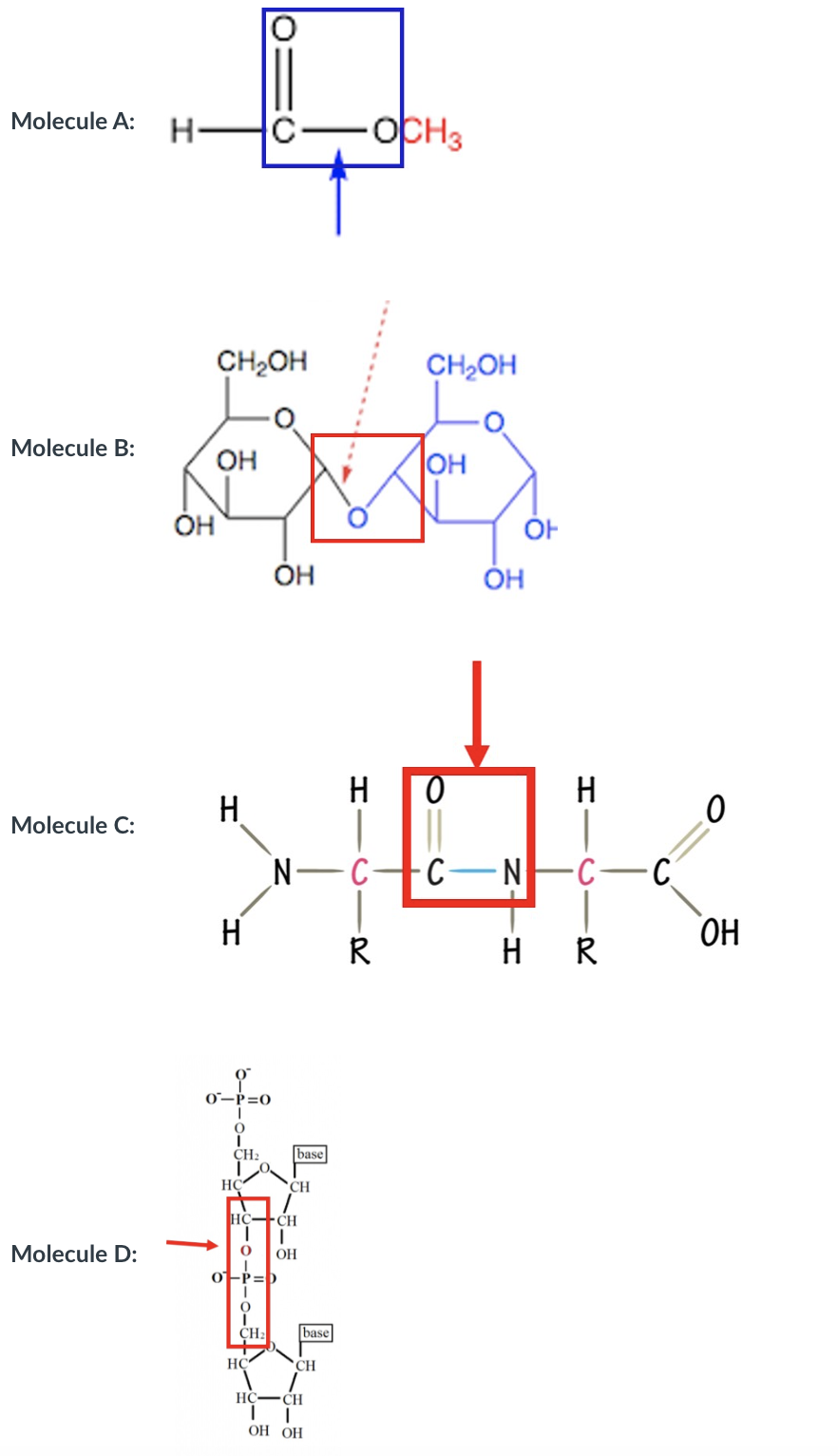 SOLVED: Molecule A: Molecule B: Molecule C: