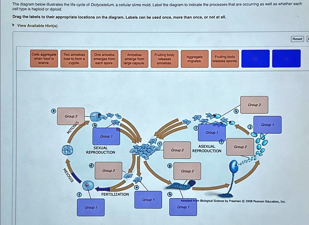 The diagram below illustrates the life cycle of Dictyostelium, a ...