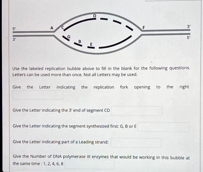 SOLVED: Use the labeled replication bubble above to fill in the blank ...